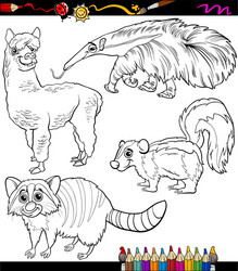 Raccoon animal cartoon coloring book Royalty Free Vector