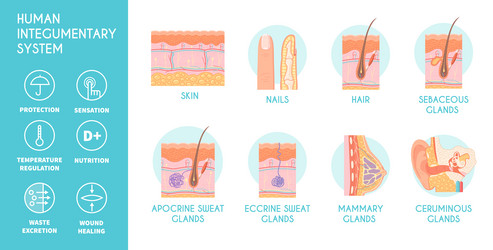 Human integumentary system infographics poster Vector Image