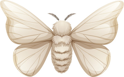 Life cycle of a silkworm Royalty Free Vector Image