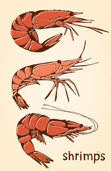 Krill Vector Images (over 280)