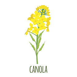 Canola flower in flat style isolated on white Vector Image