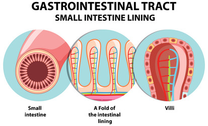 Diagram showing gastrointestinal tract Royalty Free Vector