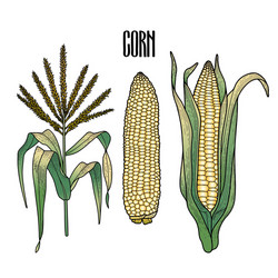 Corn design Royalty Free Vector Image - VectorStock