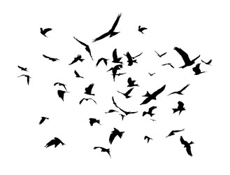 Birds in flight Royalty Free Vector Image - VectorStock