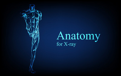 3D Human Wireframe Blueprint Royalty Free Vector Image