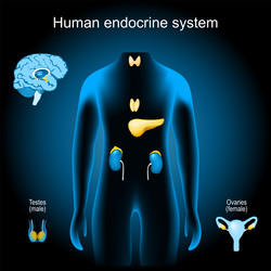 Glands of a human endocrine system Royalty Free Vector Image