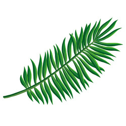 Green summer tropical header with exotic palm Vector Image