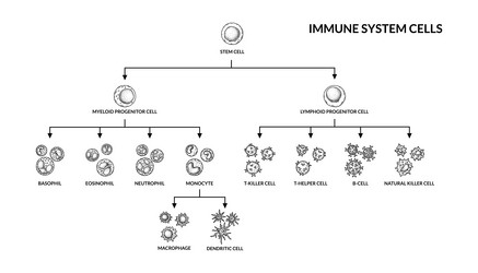 Dendritic Cell Immune Vector Images (57)