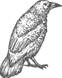 Scary Raven Bird