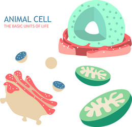 Animal cell anatomy set Royalty Free Vector Image