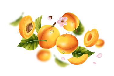 Apricot Vector Images (over 17,000)