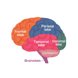 Frontal Lobotomy Diagram