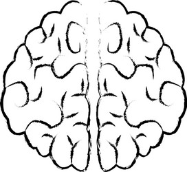 Human brain anatomy image Royalty Free Vector Image