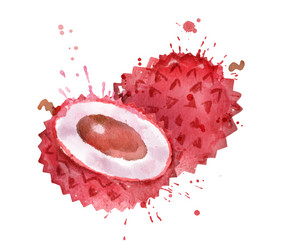 Litchi sketch Royalty Free Vector Image - VectorStock
