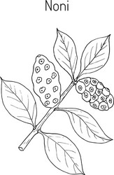 Papaya plant outline Royalty Free Vector Image