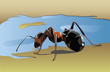 Ant Vector Images (over 13,000)