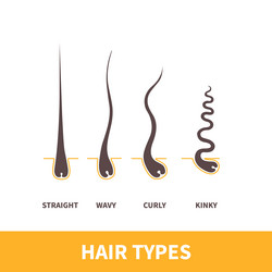 Hair types chart set of strands growth patterns Vector Image