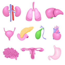 Human Body Organs Vector Images (over 53,000)