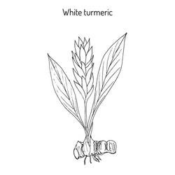 Turmeric Vector Images (over 2,500)