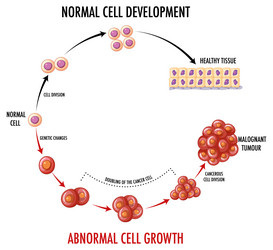 Diagram showing normal cell development Royalty Free Vector