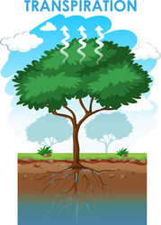 Diagram showing plant transpiration Royalty Free Vector