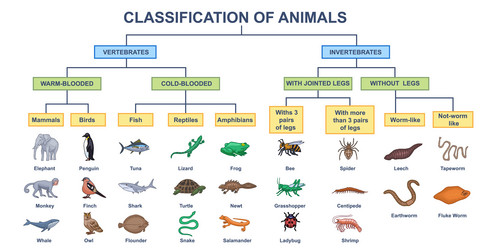 Animal Classification: Reptiles & Amphibians Vector Image