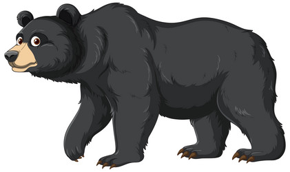 Cartoon black bear Royalty Free Vector Image - VectorStock