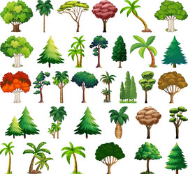 Forest trees woodland tree wild berries plants Vector Image