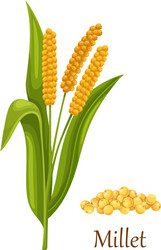 Millet Vector Images (over 1,600)