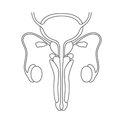 Male Testicles Vector Images (over 1,900)