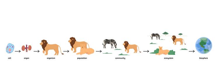 Classification of Animals Vector Images (over 220)