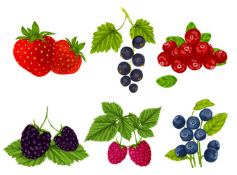 Realistic berries set Royalty Free Vector Image