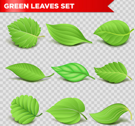 Realistic Leaf Vector Images (over 41,000)
