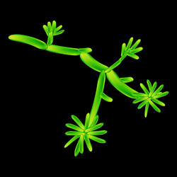 C krusei candida pathogenic yeast-like fungi Vector Image