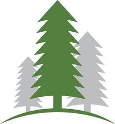 Cedar tree graphic design template isolated Vector Image