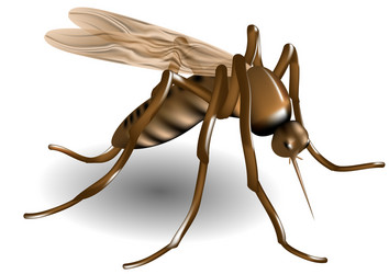 Mosquito Vector Images (over 12,000)