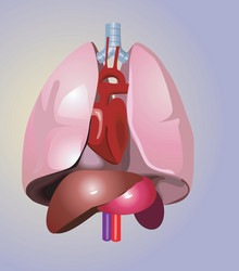 Respiratory System of Animals Vector Images (99)