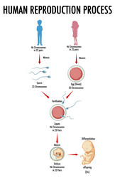 Sexual reproduction of human different stages Vector Image