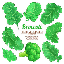 Broccoli plant set on white background Royalty Free Vector