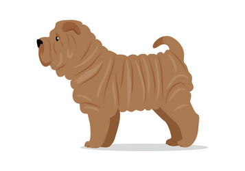 Poodle and shar pei Royalty Free Vector Image - VectorStock