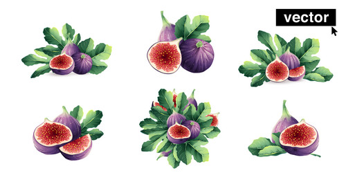 Fig Leaves Vector Images (over 590)