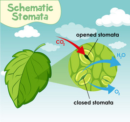 Stomata Drawing Vector Images (86)