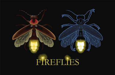 Firefly Vector Images (over 4,000)
