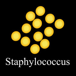 Staphylococcus Aureus Vector Images (over 830)