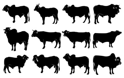 Ox Vector Images (over 27,000)