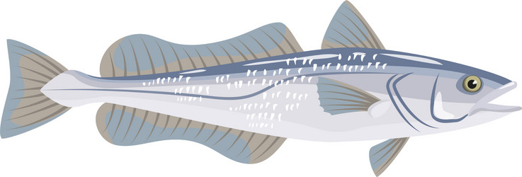 Ocean Fish Hake Vector Images (over 140)