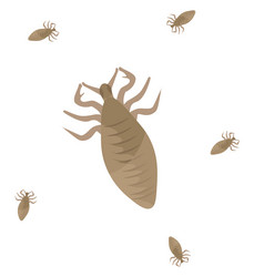 Two lice on a white background Royalty Free Vector Image
