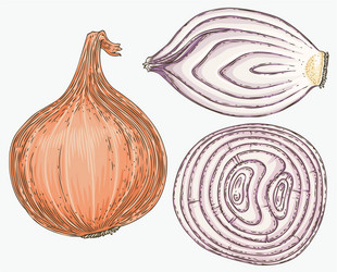 Onion Circle Vector Images (over 1,600)