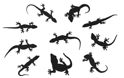 Gecko Vector Images (over 4,900)
