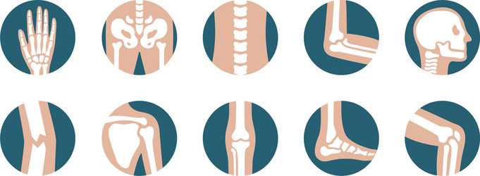 Set of orthopedic and skeleton bones symbols Vector Image
